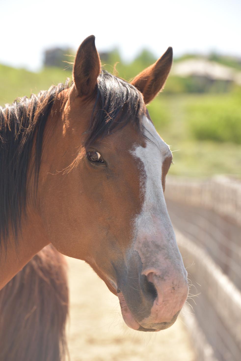 Dodge - National Ability Center